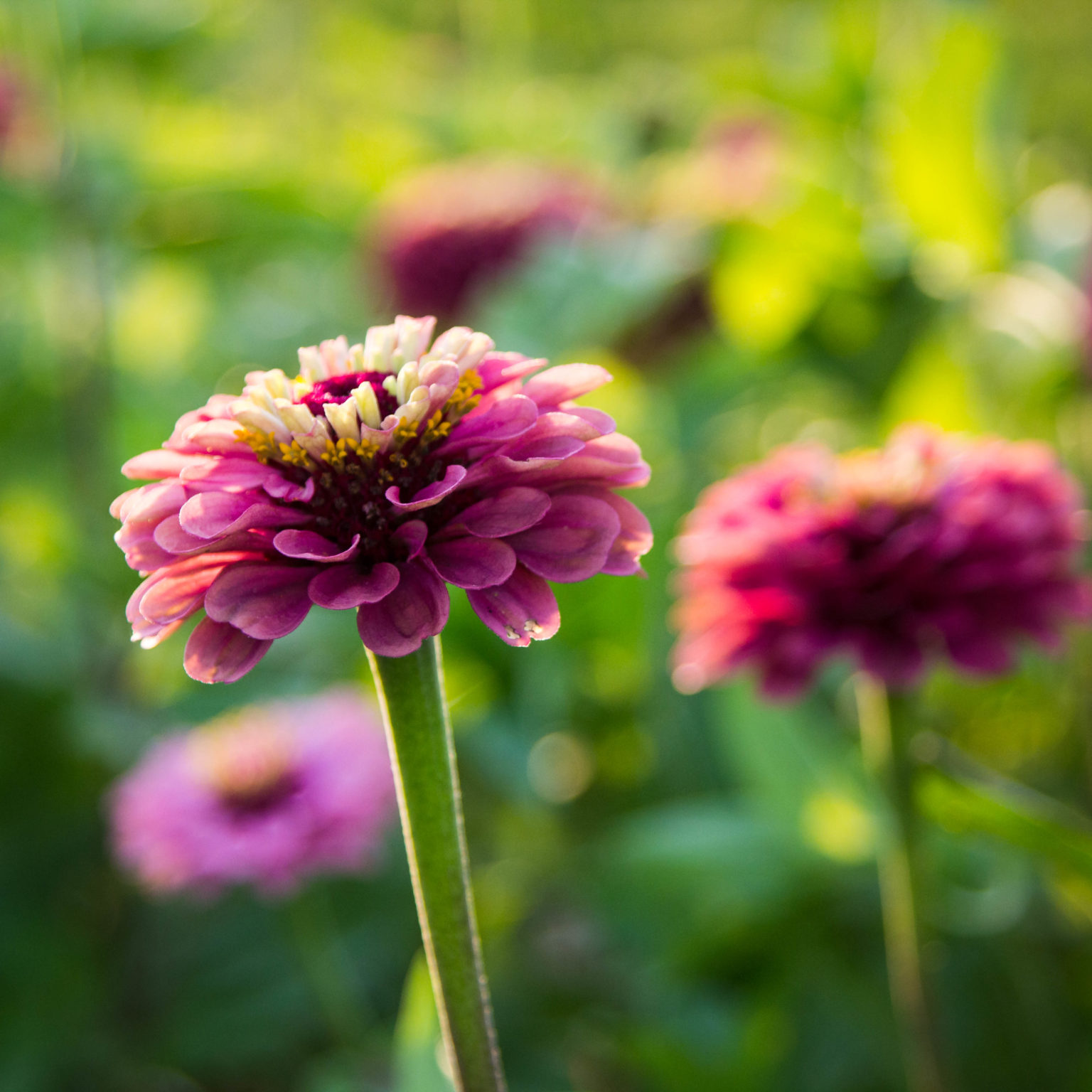 Flower Stand - Simple Leaf Farm