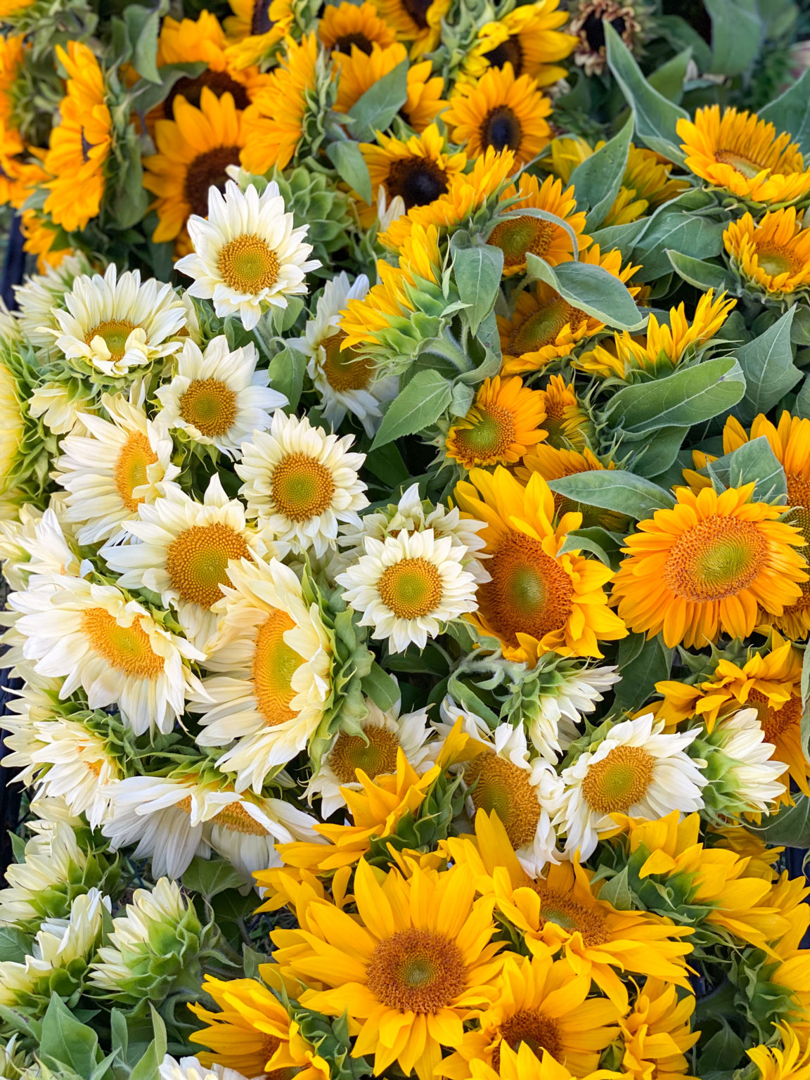 Flower Stand - Simple Leaf Farm